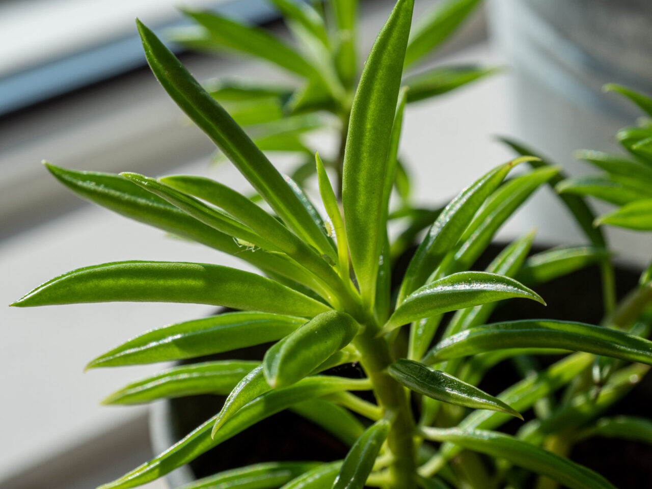 Help, beestjes! Ongedierte op je kamerplanten herkennen en bestrijden ...