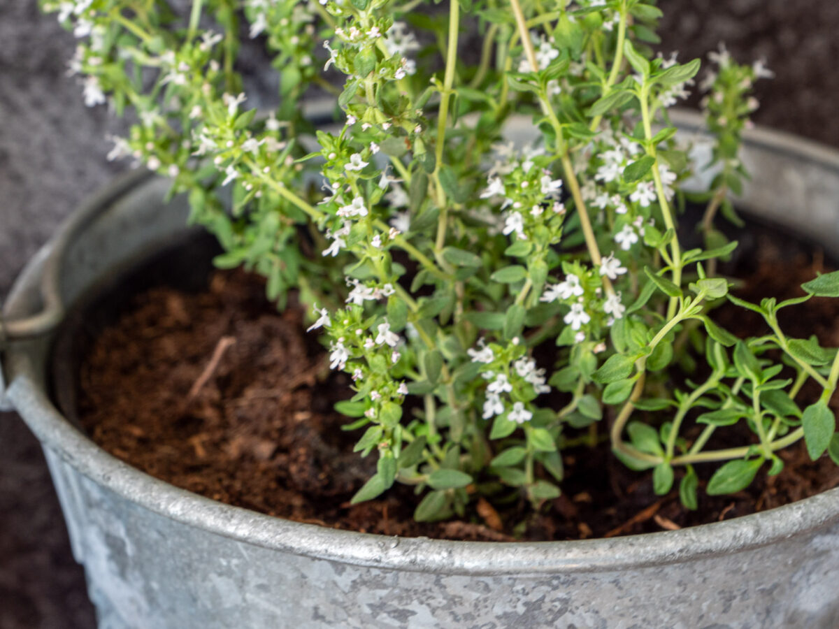 Zelf kruiden stekken: tijm uit tijm kweken - Plantleven