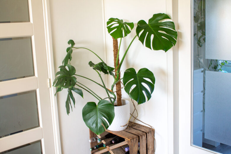 Een mosstok plaatsen (bijvoorbeeld bij je monstera) - Plantleven