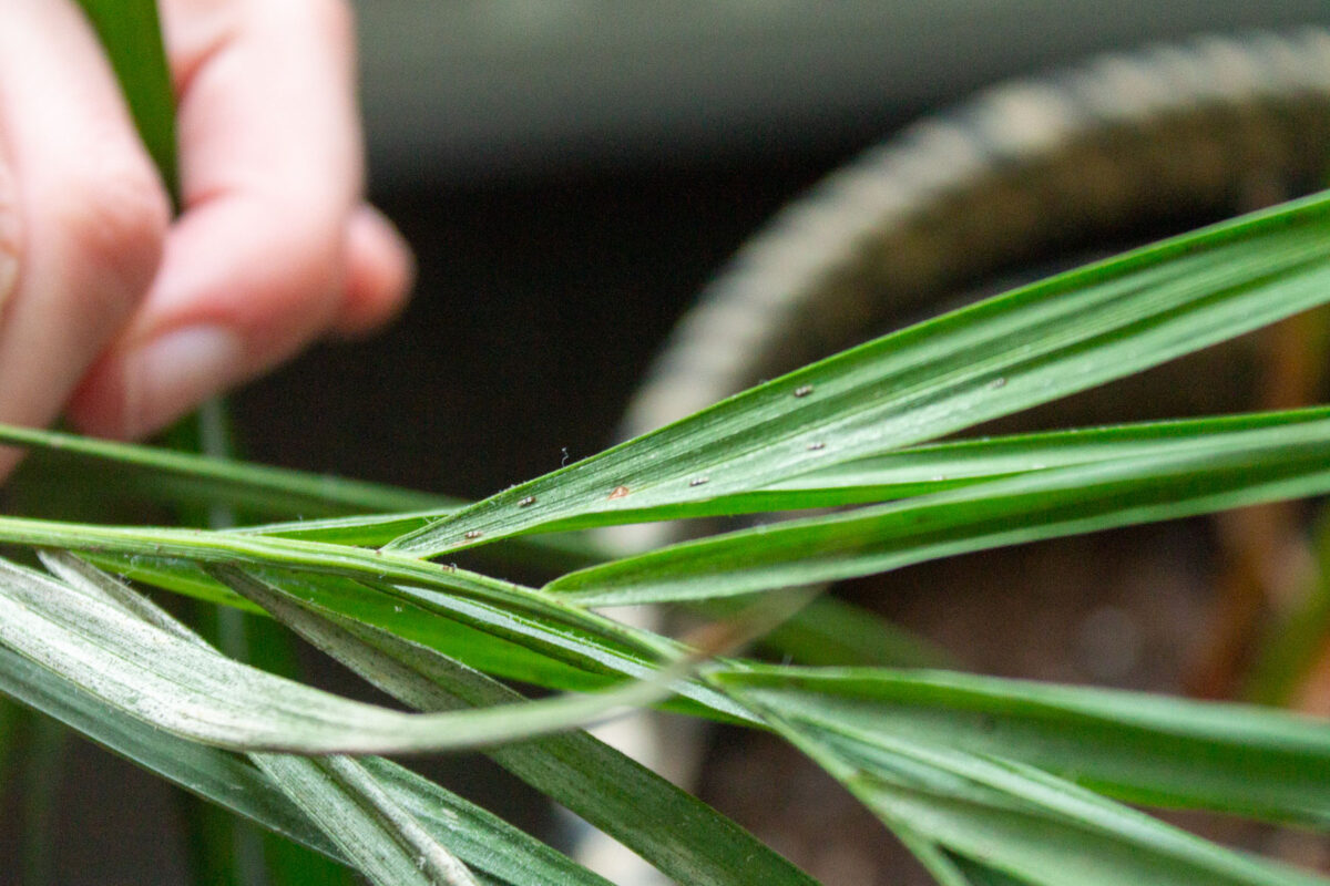 Beestjes op je kamerplant: trips herkennen en bestrijden - Plantleven