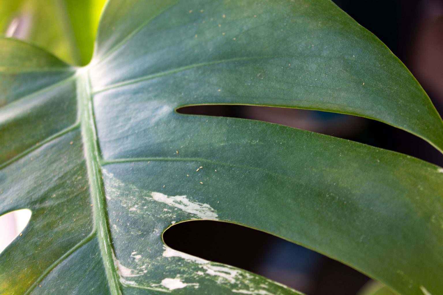 Beestjes op je kamerplant: trips herkennen en bestrijden - Plantleven