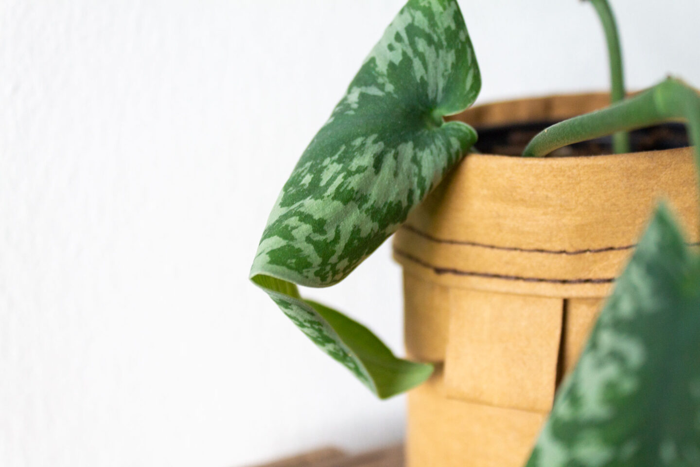 Kamerplanten water geven: 9x vraag en antwoord - Plantleven