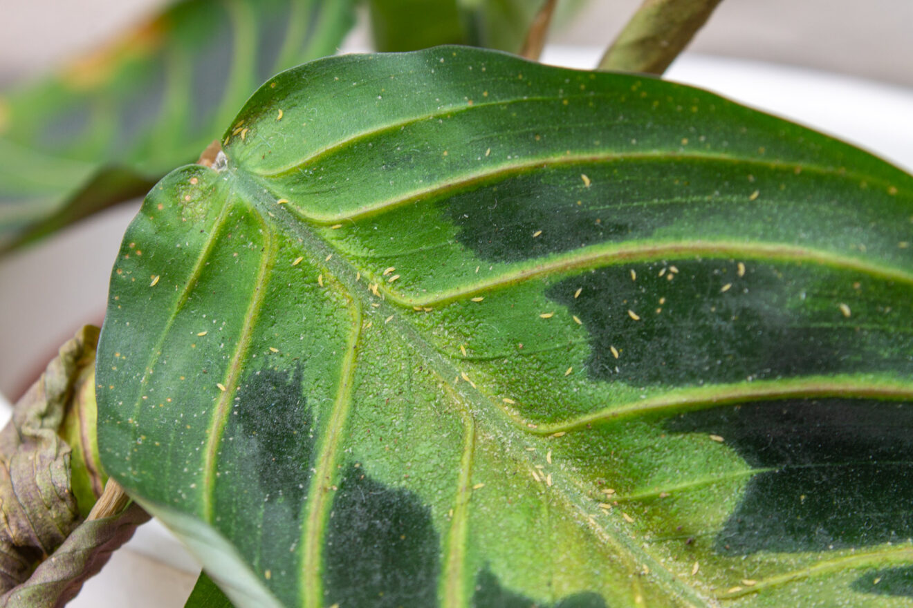 Beestjes op je kamerplant: trips herkennen en bestrijden - Plantleven