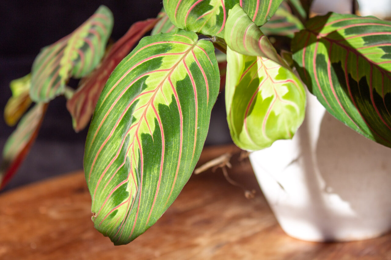 Verzorging van je Maranta leuconeura - Plantleven