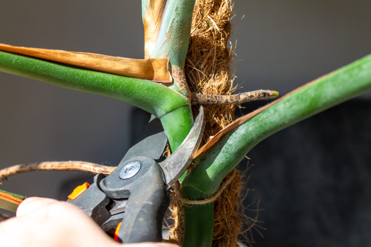 Monstera stekken in water of aarde - Plantleven