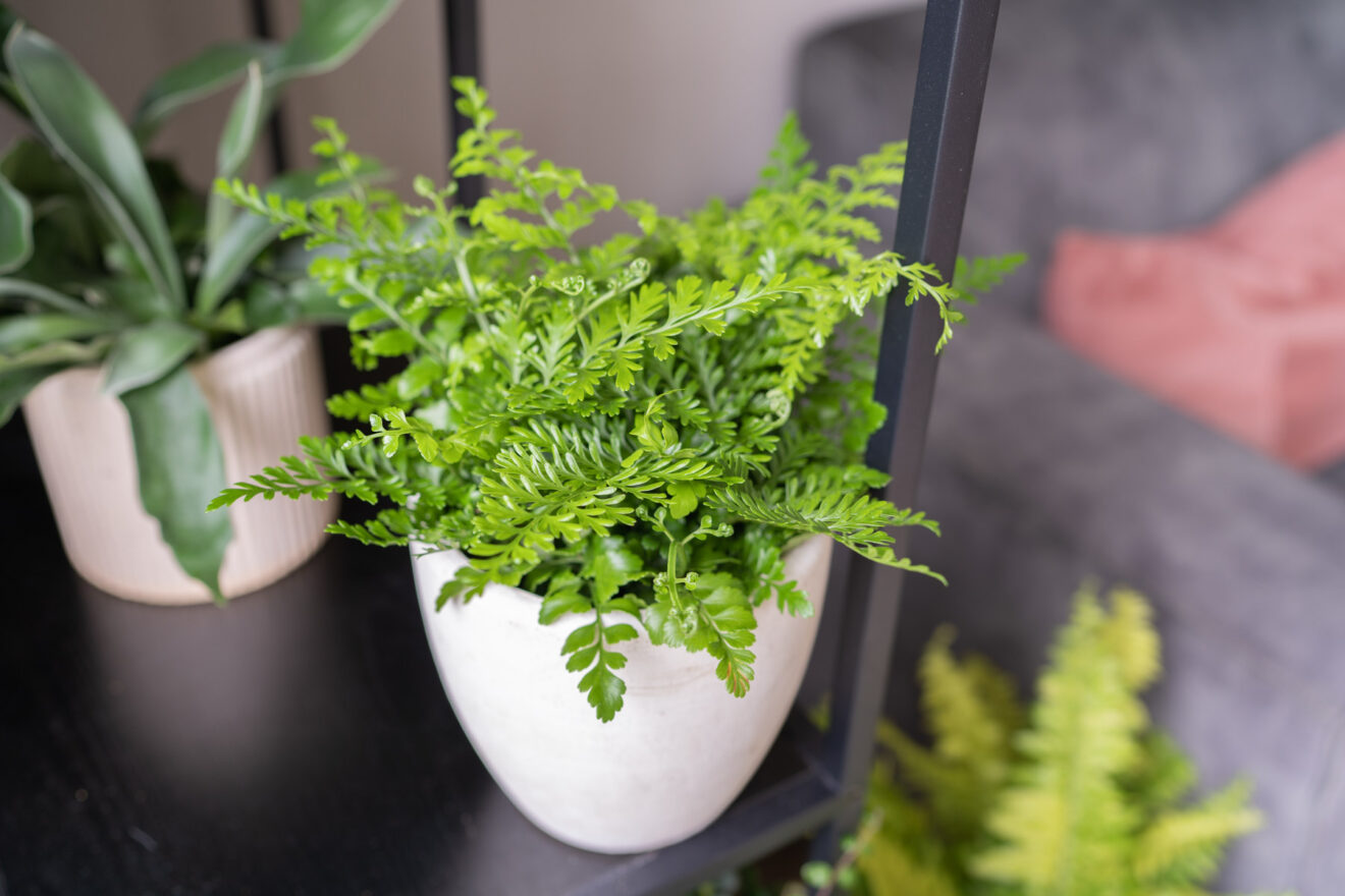 Gemakkelijke kamerplanten: 3 varens voor beginners - Plantleven
